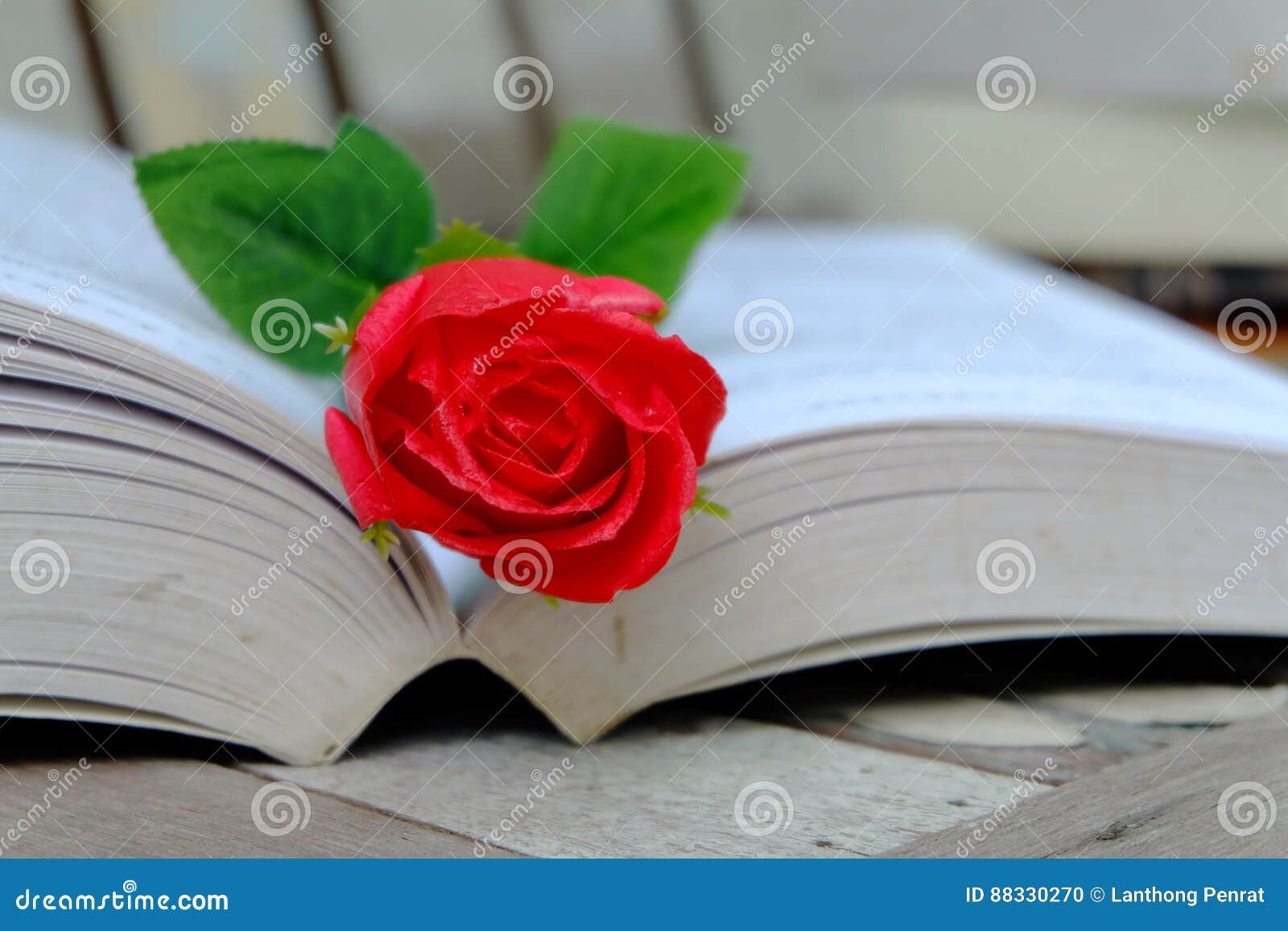 Red rose and the book stock photo. Image of beauty, garden - 88330270