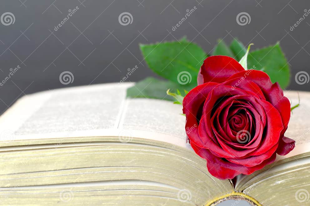 Red rose on the book stock image. Image of mother, celebration - 83774665