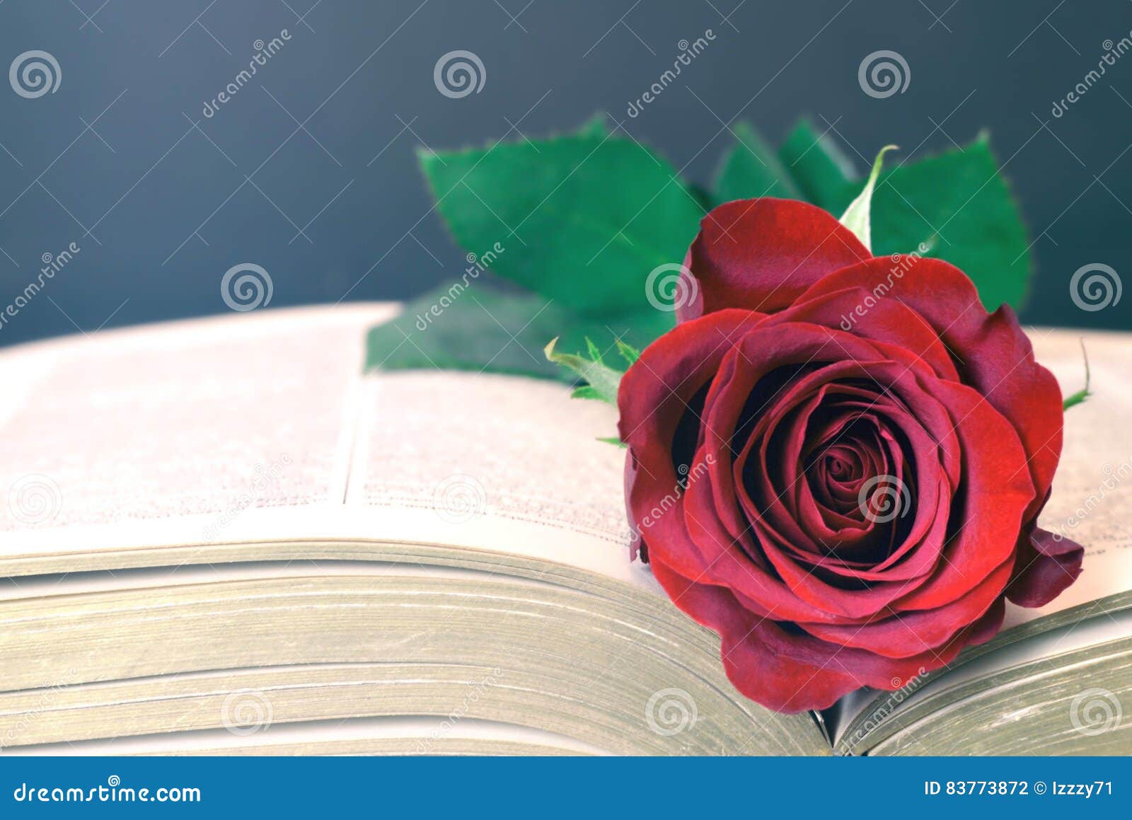Red rose on the book stock photo. Image of open, memory - 83773872