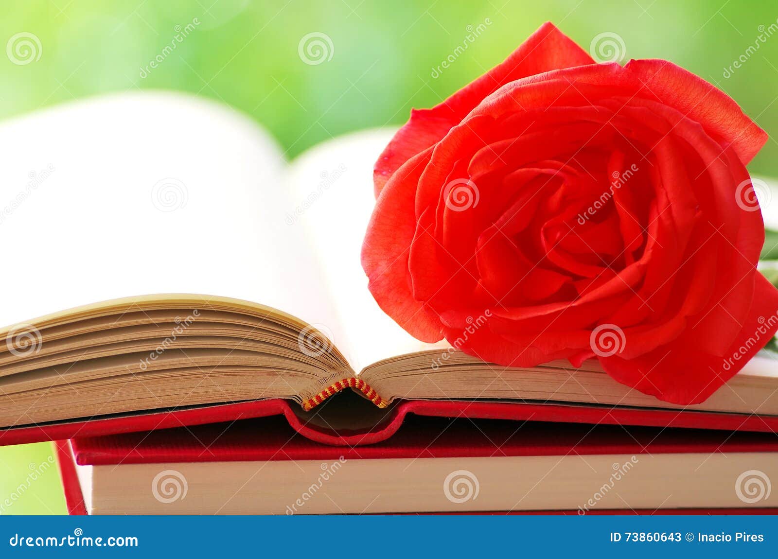 Red rose on book stock image. Image of blossom, flower - 73860643