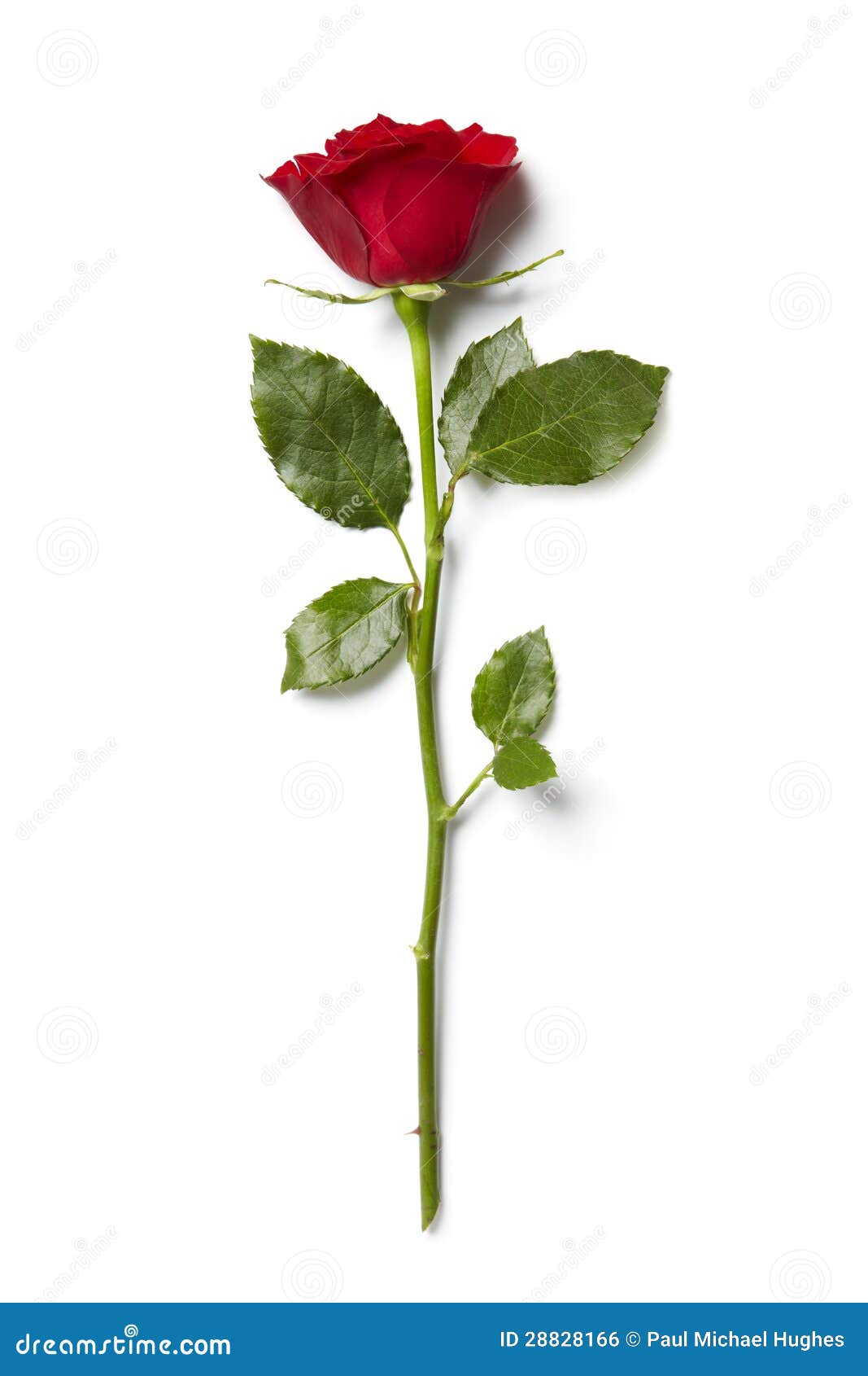 Red rose border stock photo. Image of love, romantic - 28828166