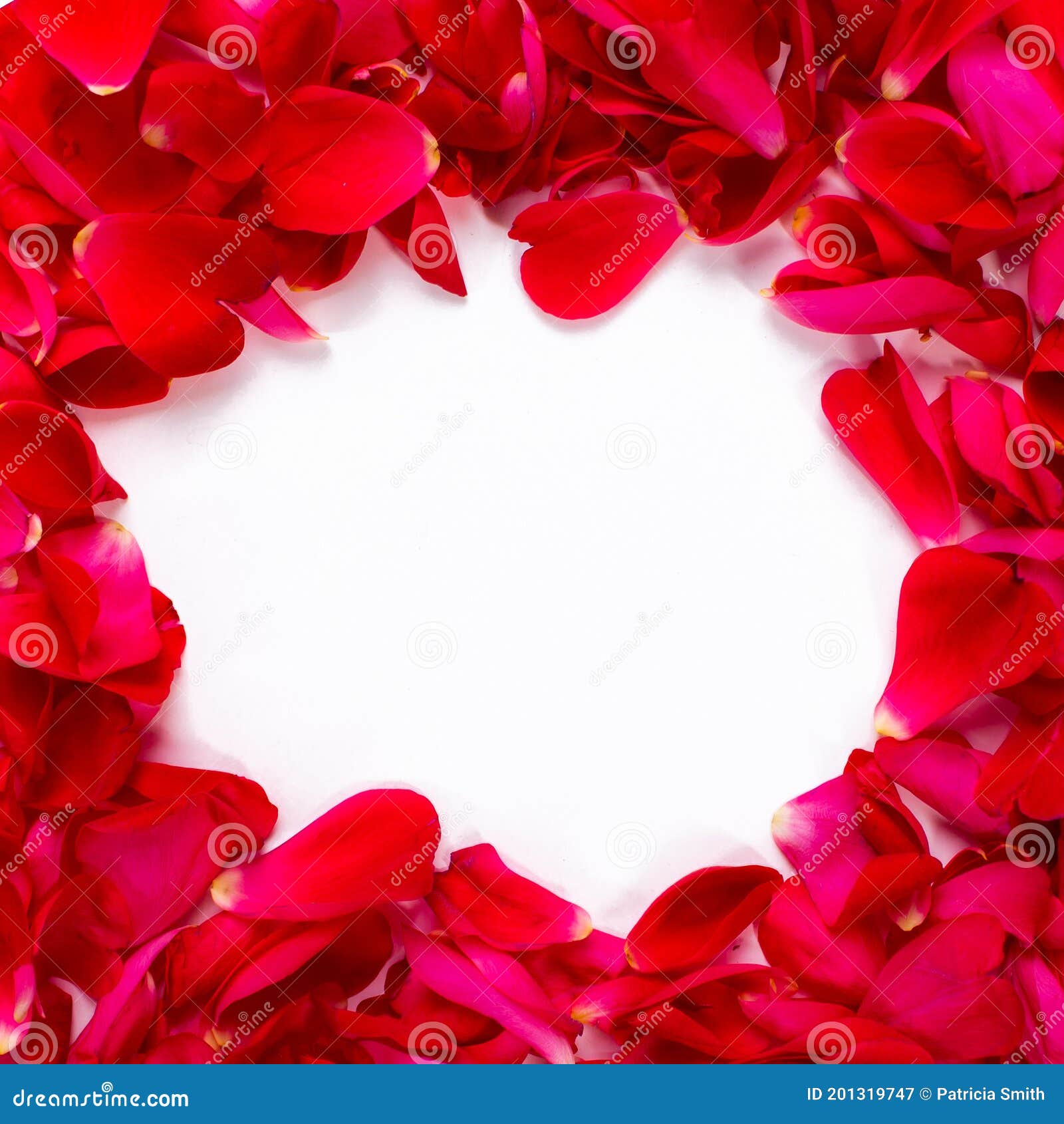 Red Rose Square Bordered Frame Stock Image - Image of space, petals ...