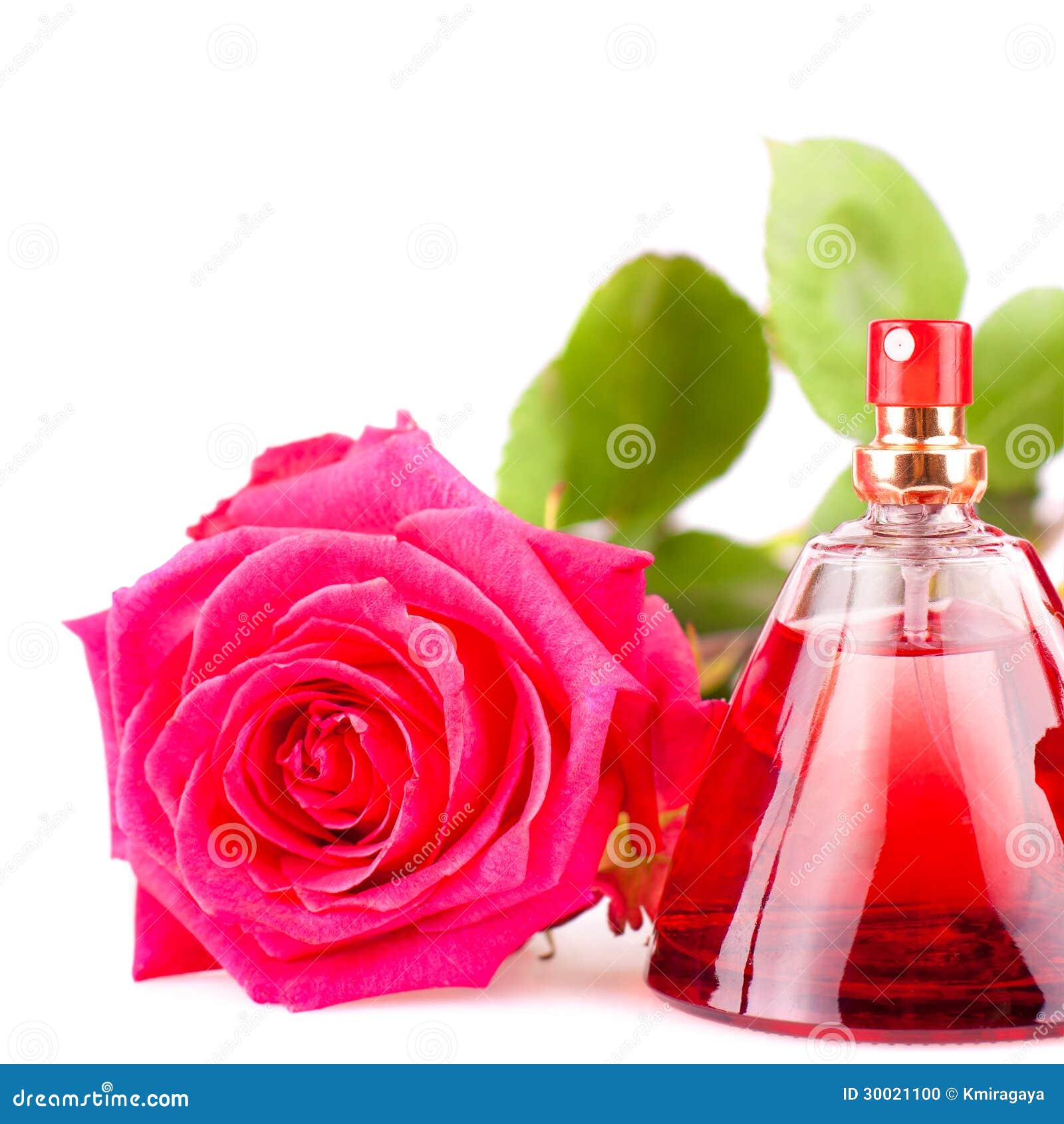 Red Rose and a Bottle of Perfume Isolated on White Stock Photo - Image ...
