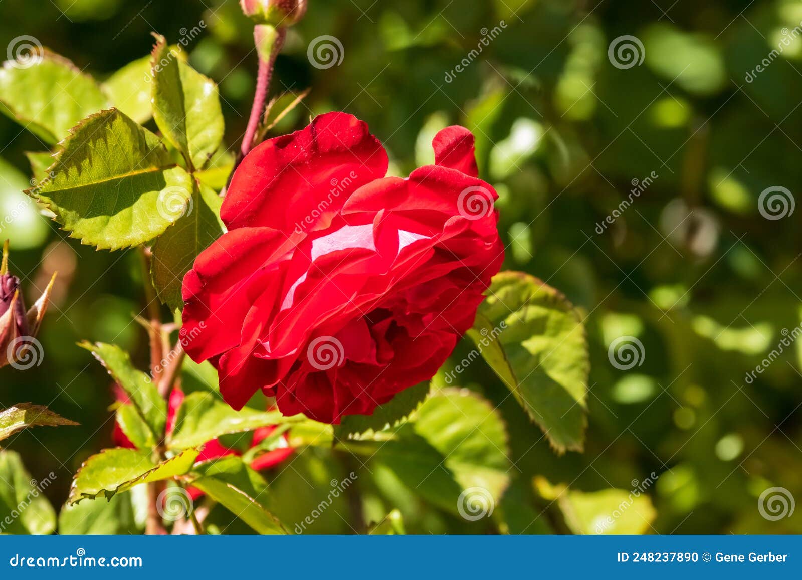 Red Rose Bowed Down stock photo. Image of colorful, white - 248237890