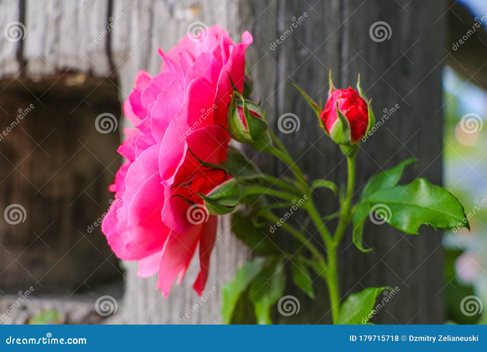 Red Rose on the Branch in the Garden Stock Photo - Image of blooming ...