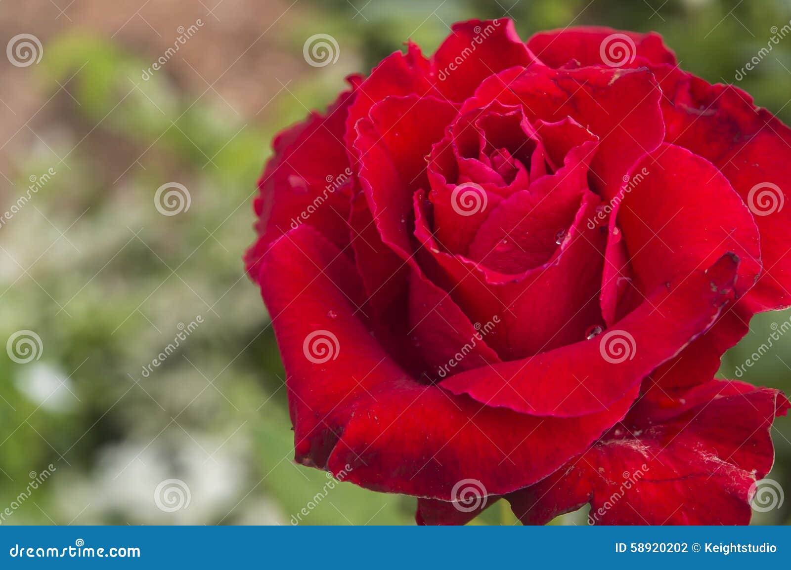 Red Rose on the Branch stock photo. Image of floral, blossom - 58920202