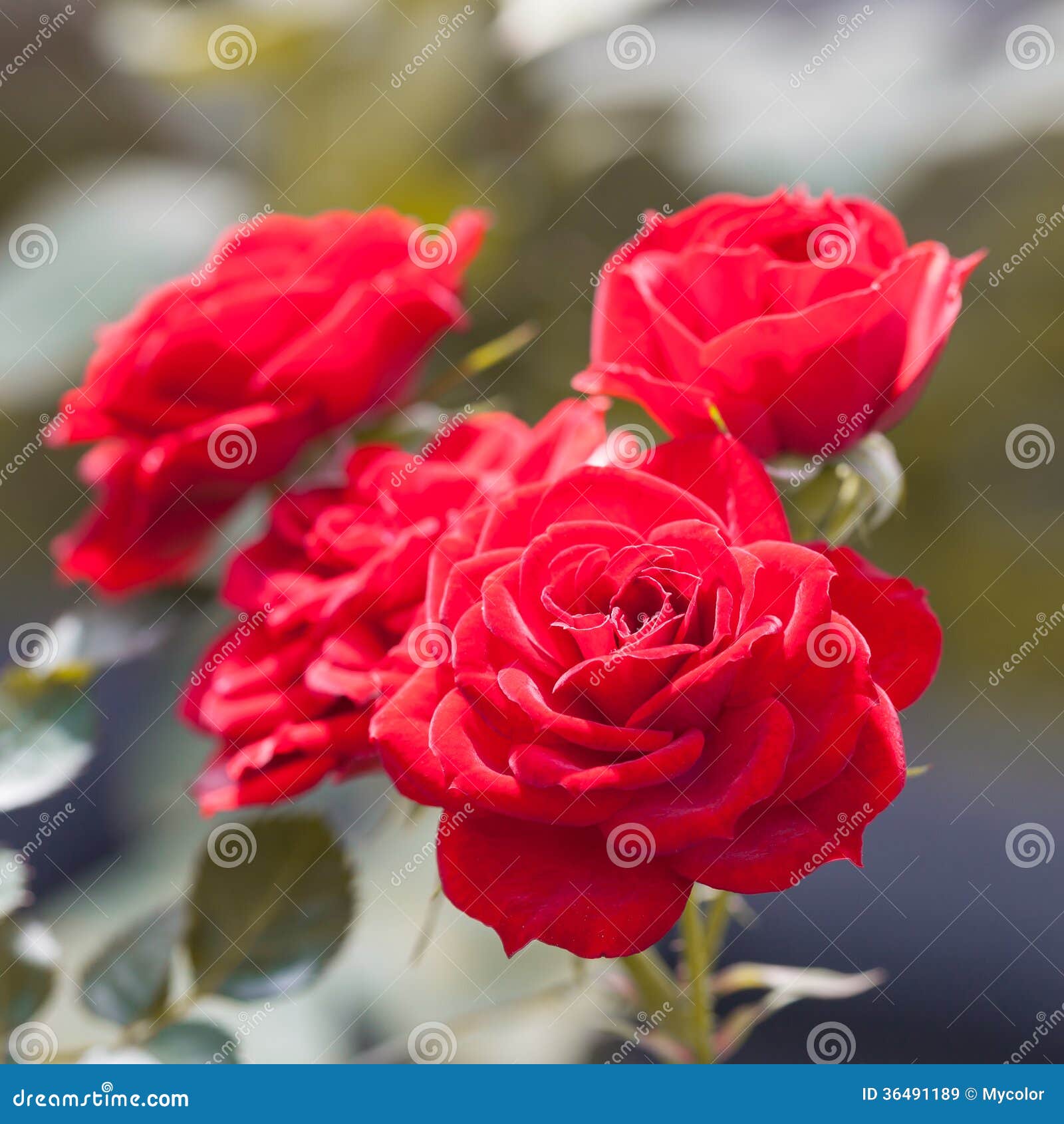 Red Rose on the Branch in the Garden Stock Image - Image of blooming ...