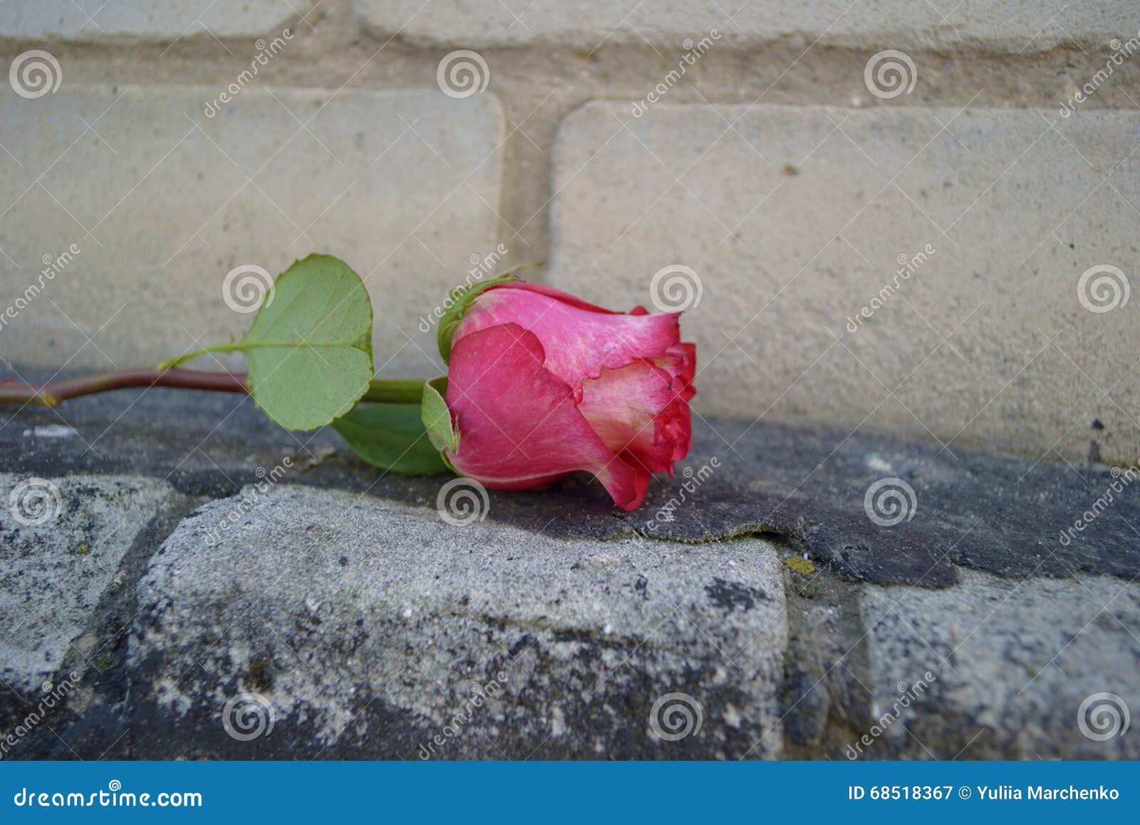 Red rose on the bricks stock image. Image of leaf, background - 68518367