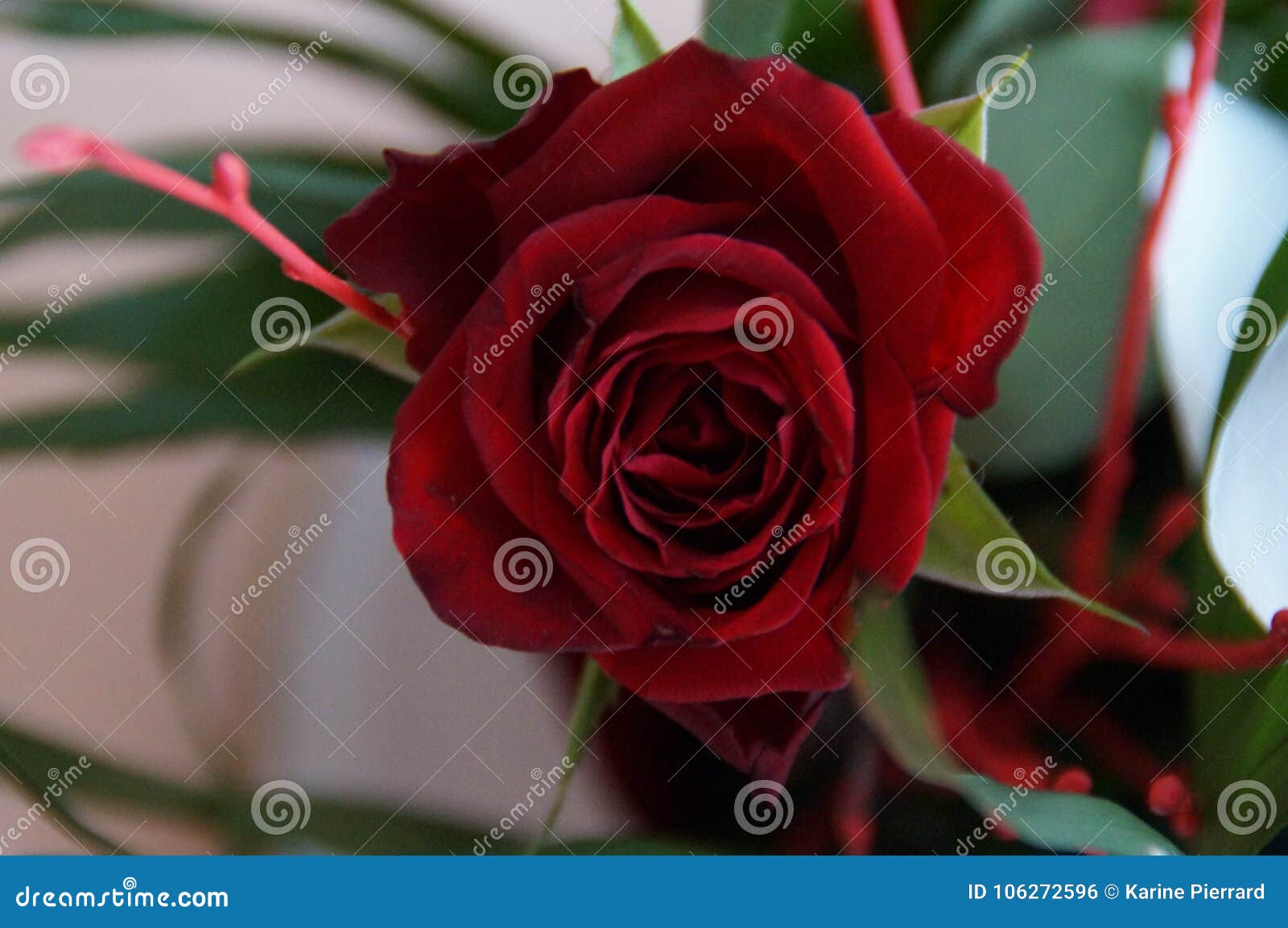 A Red Rose, it is a Bright Red. Front View Stock Photo - Image of ...