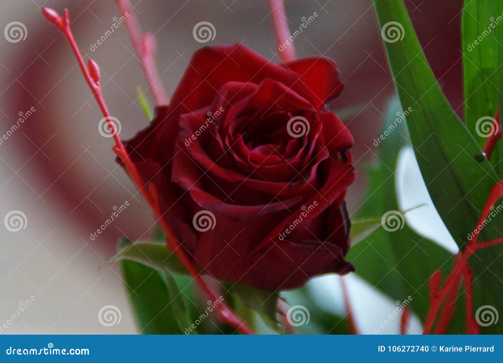 A Red Rose, it is a Bright Red - Front View Stock Photo - Image of ...
