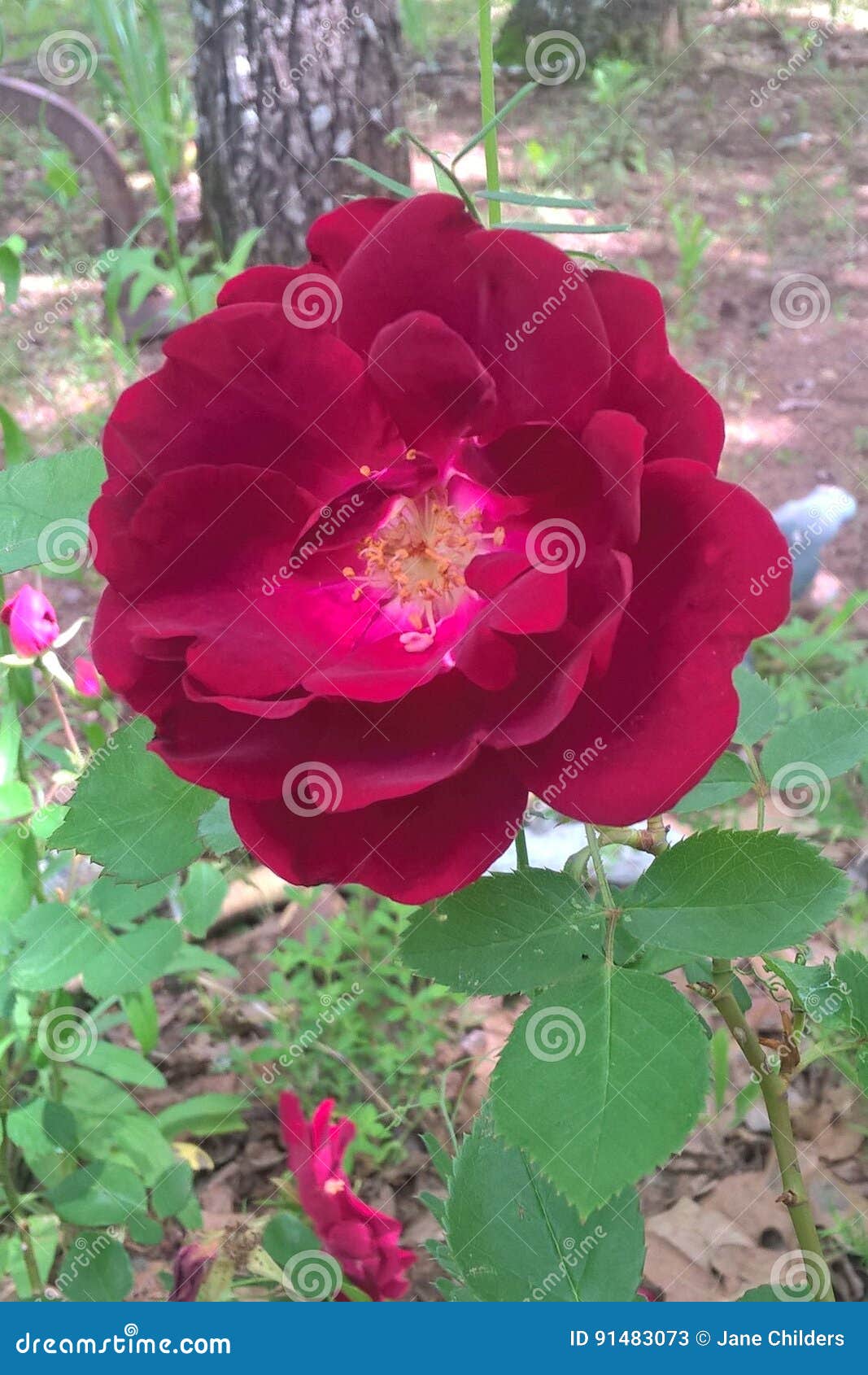 Red Rose stock image. Image of bouquets, romance, beauty - 91483073