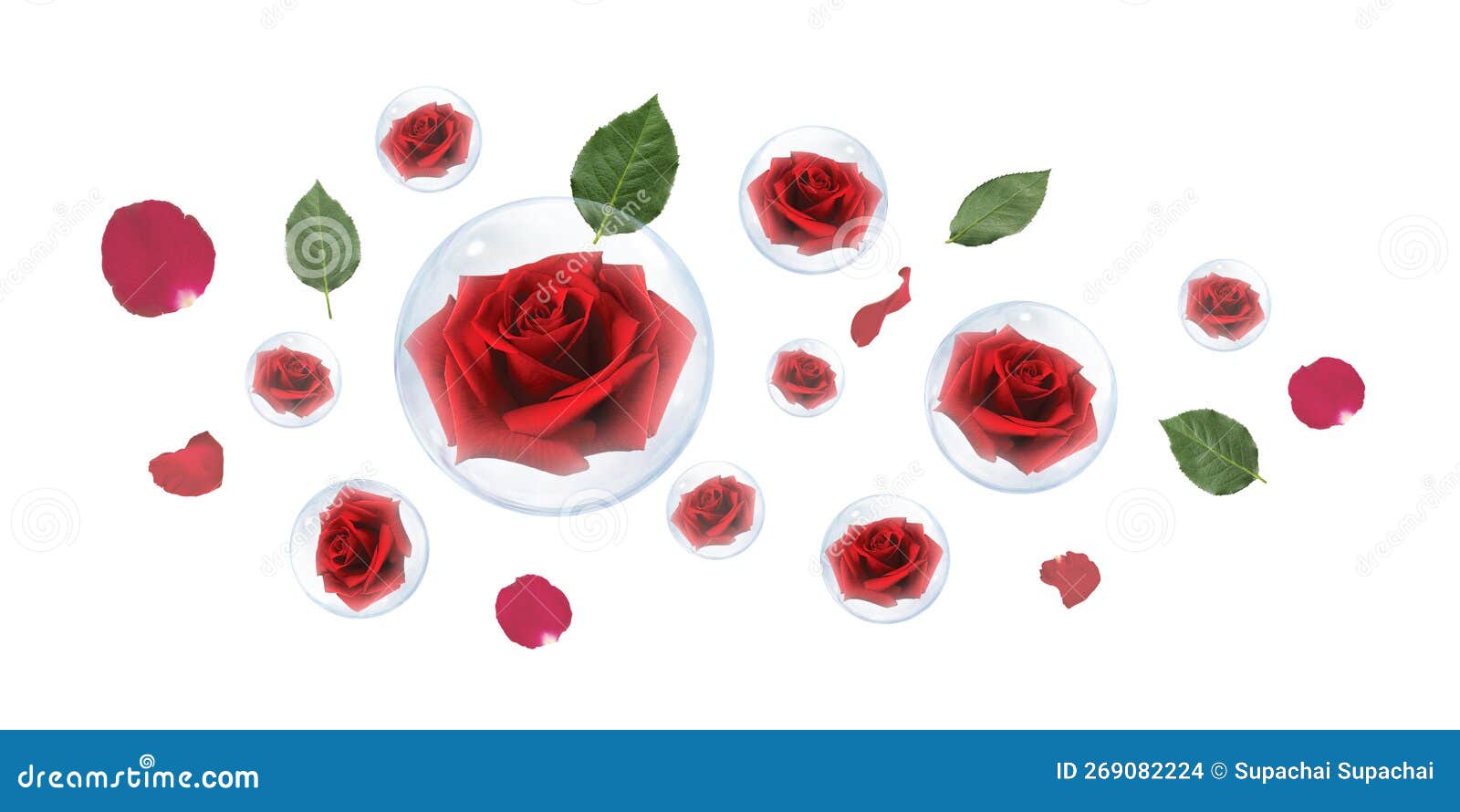 Red Rose in Bubble with Green Leaves and Rose Petals on White ...
