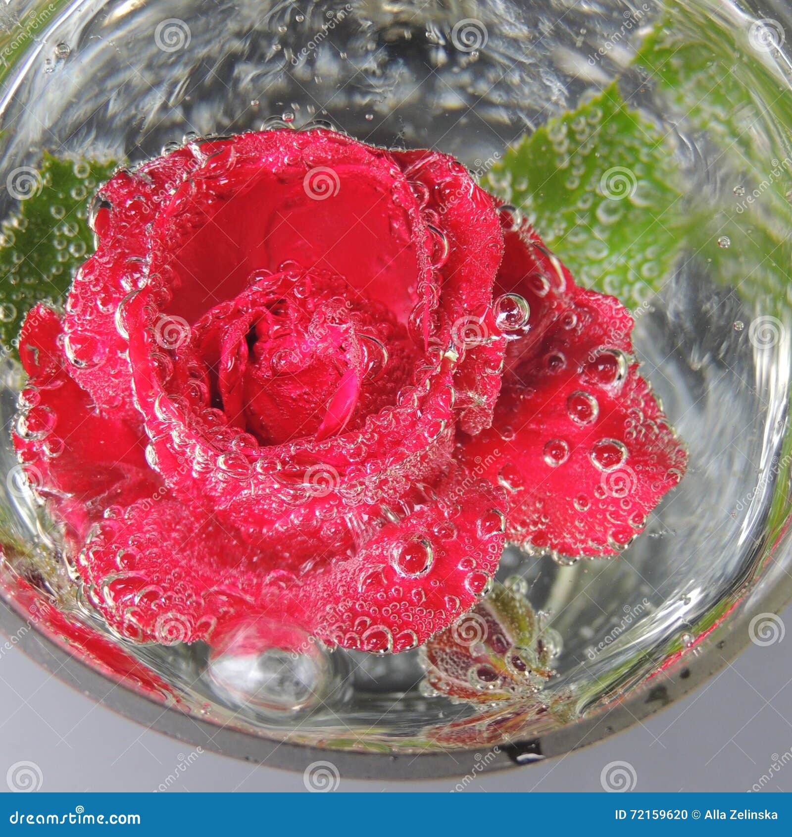 Red Rose with Bubbles of Water in a Vase of Glass Stock Photo - Image ...