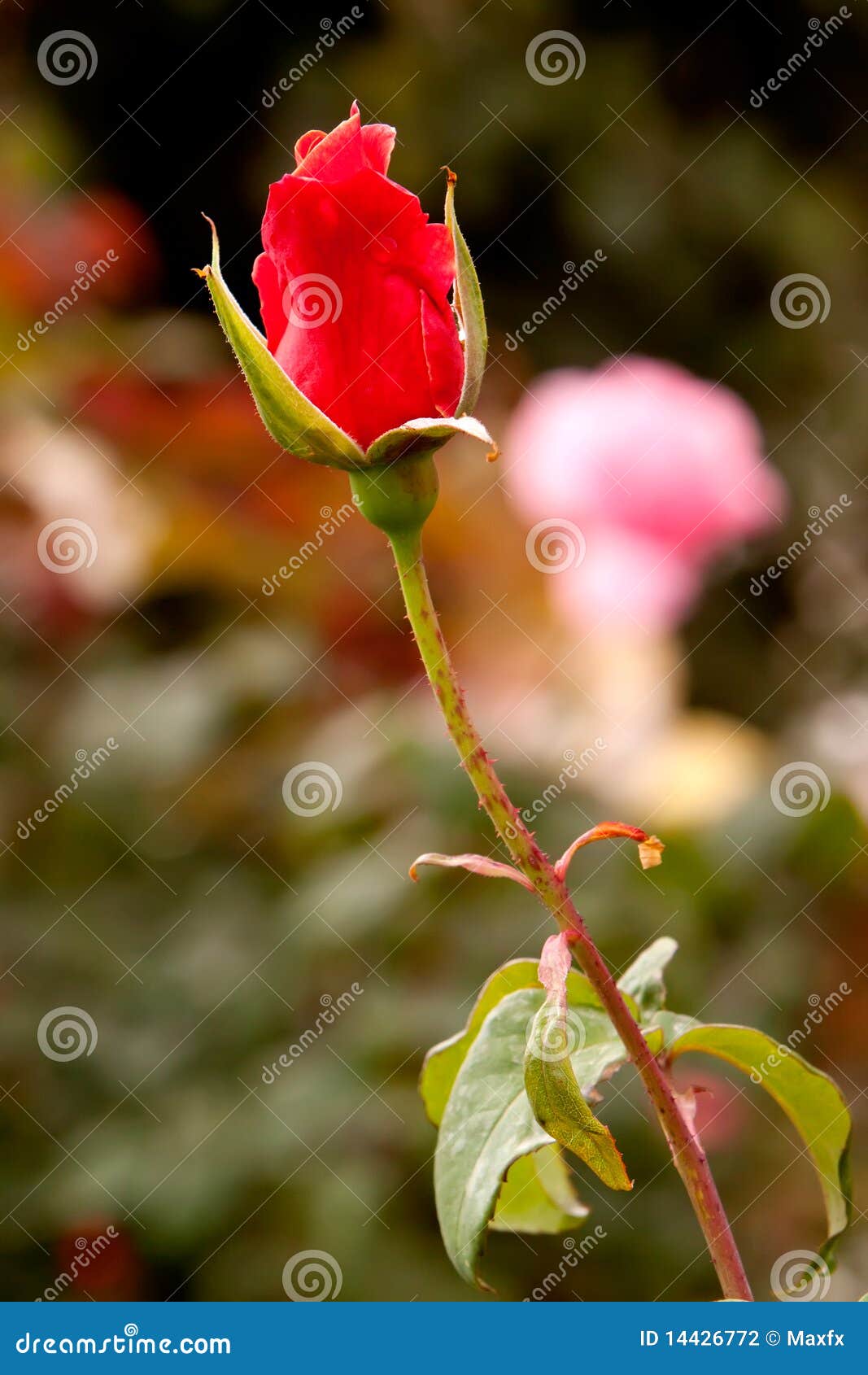 Red rose bud stock photo. Image of vibrant, blossom, flower - 14426772