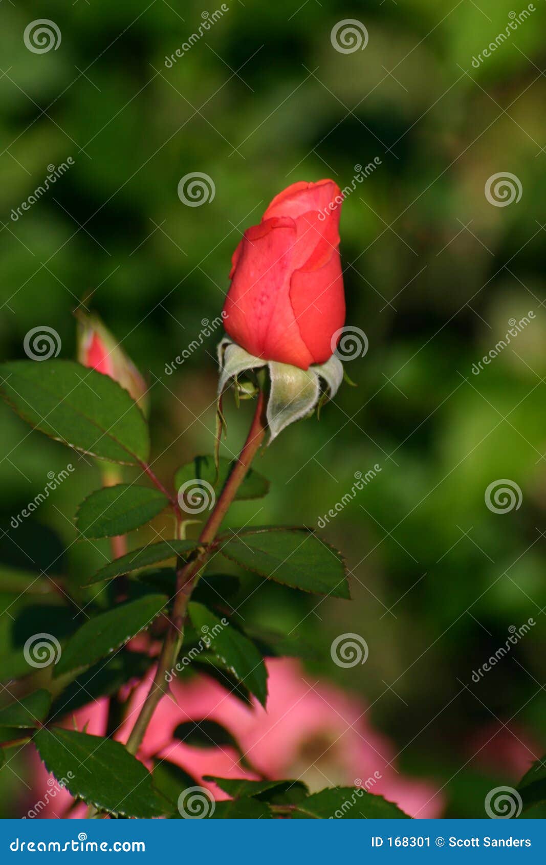 Red Rose Bud stock image. Image of park, pretty, green - 168301