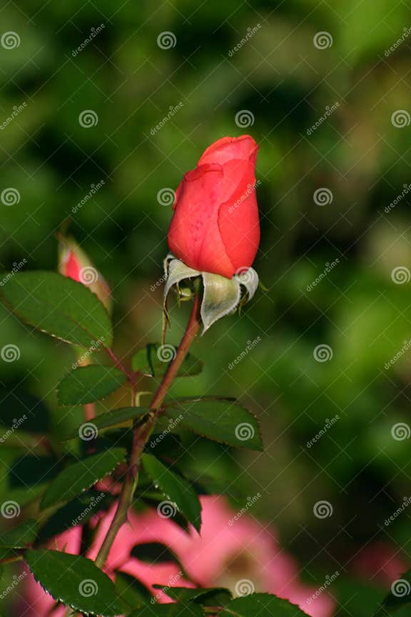 Red Rose Bud stock image. Image of park, pretty, green - 168301