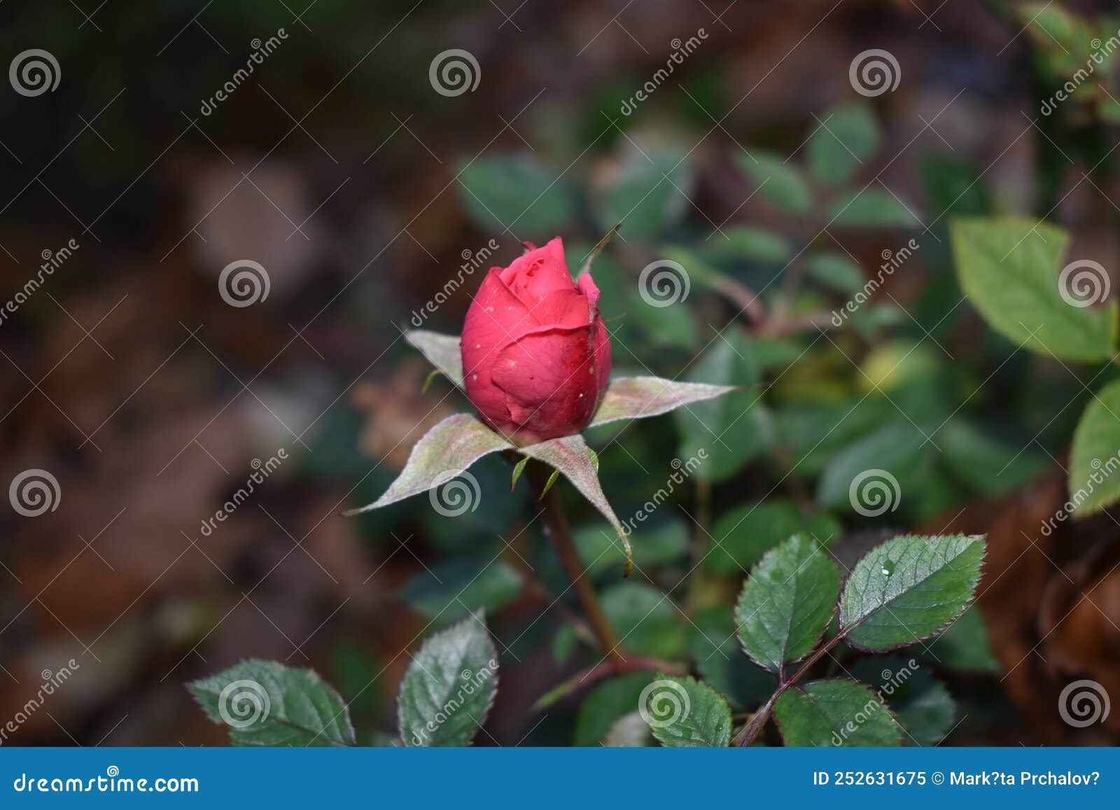 Red Rose stock image. Image of nature, rose, spring - 252631675