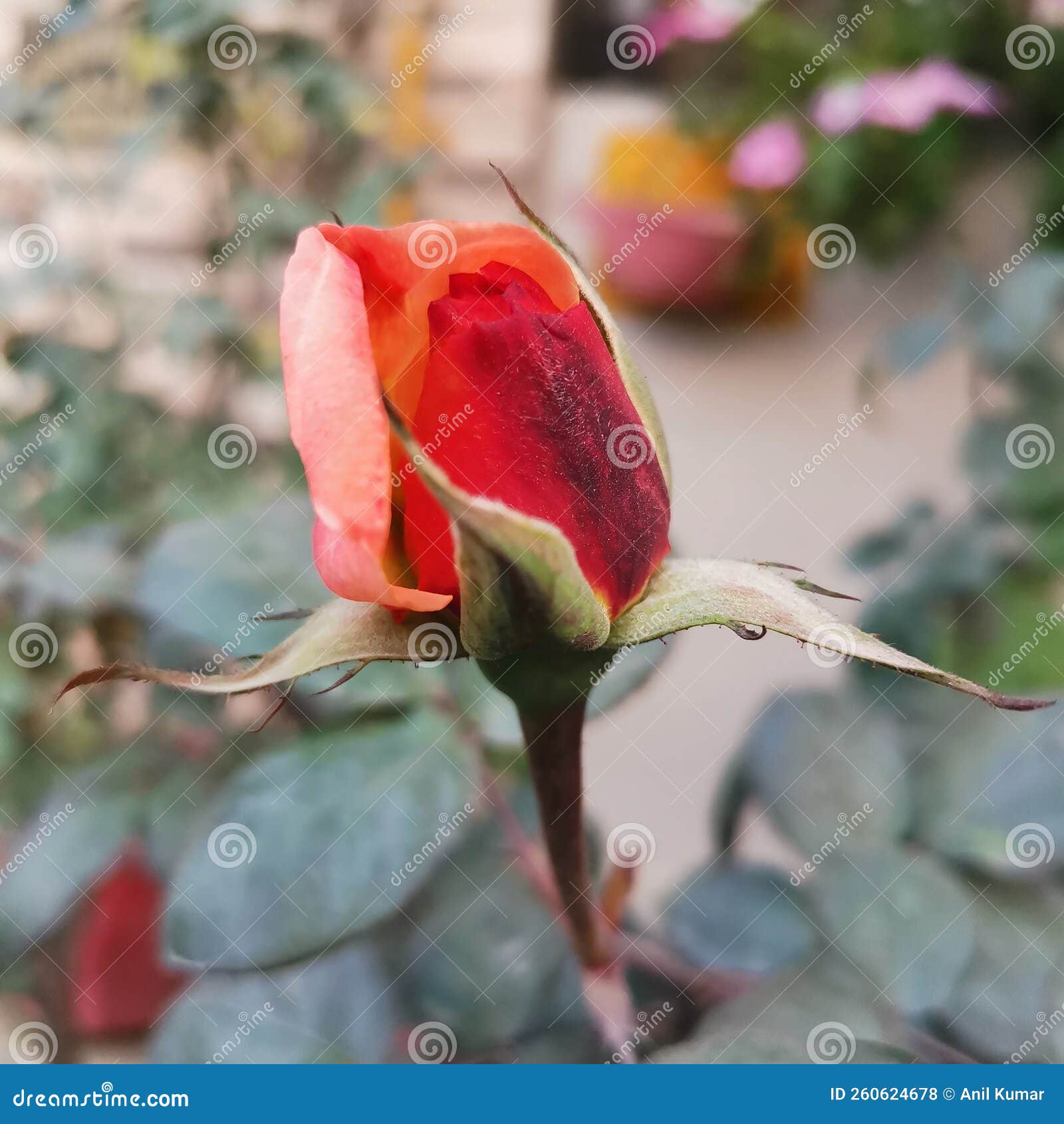 Red Rose bud stock photo. Image of nature, leaf, shrub - 260624678