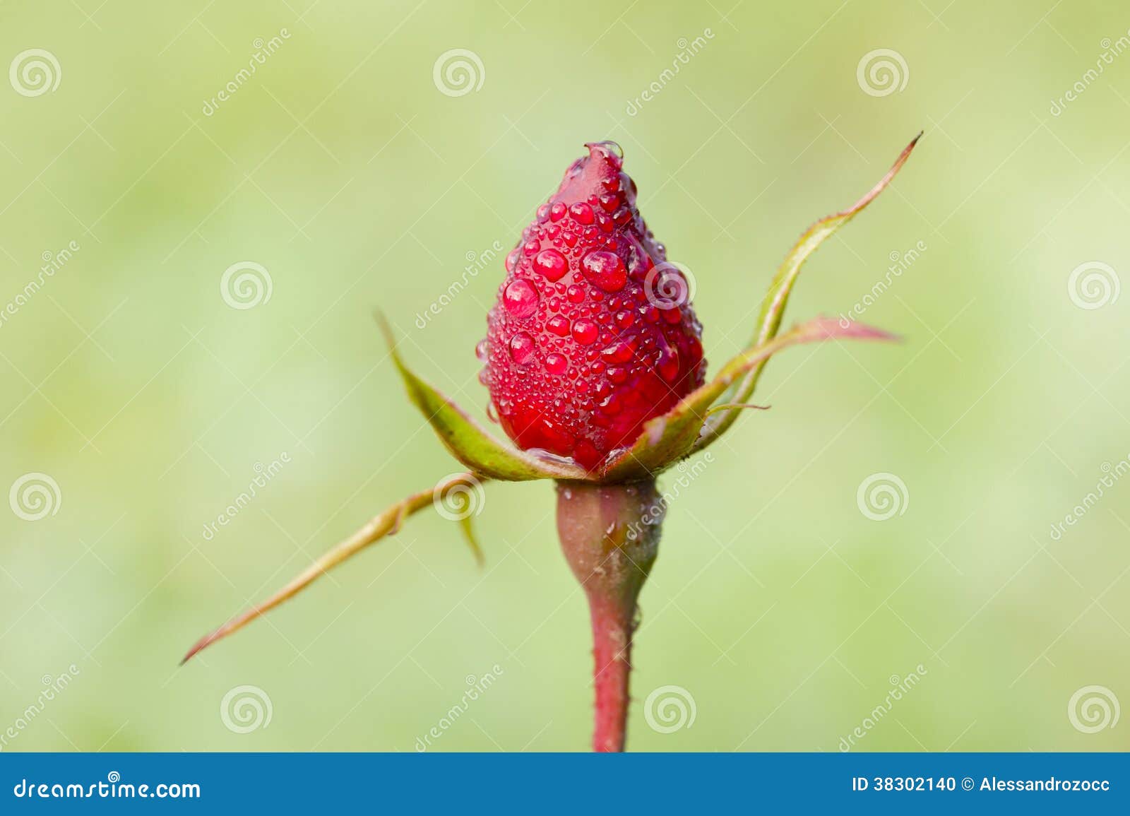 Red rose bud stock photo. Image of detail, macro, green - 38302140