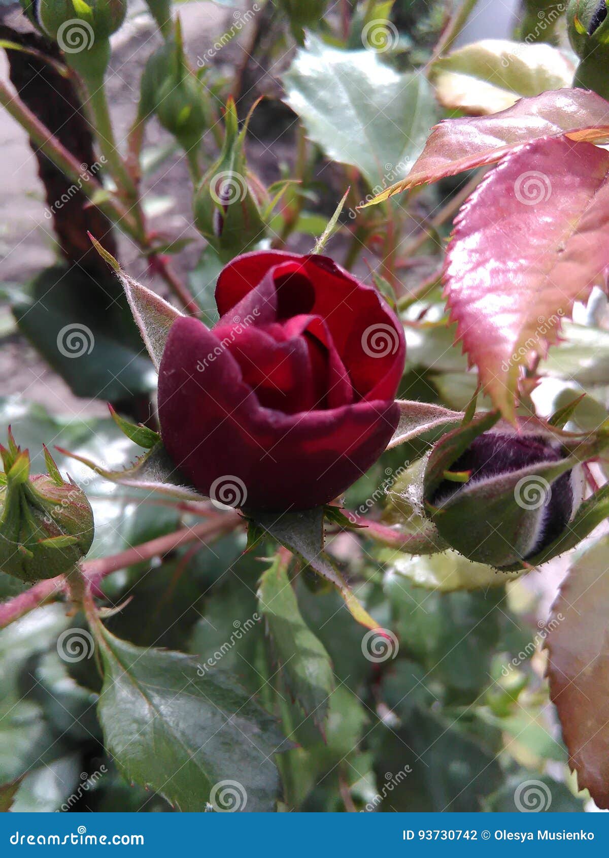 A red rose bud stock photo. Image of roses, flowers, rose - 93730742