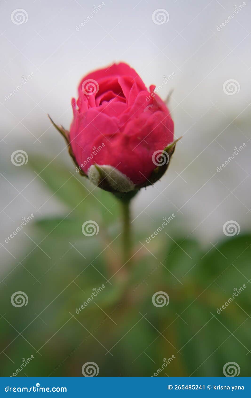 Red rose bud stock image. Image of fresh, rose, rise - 265485241