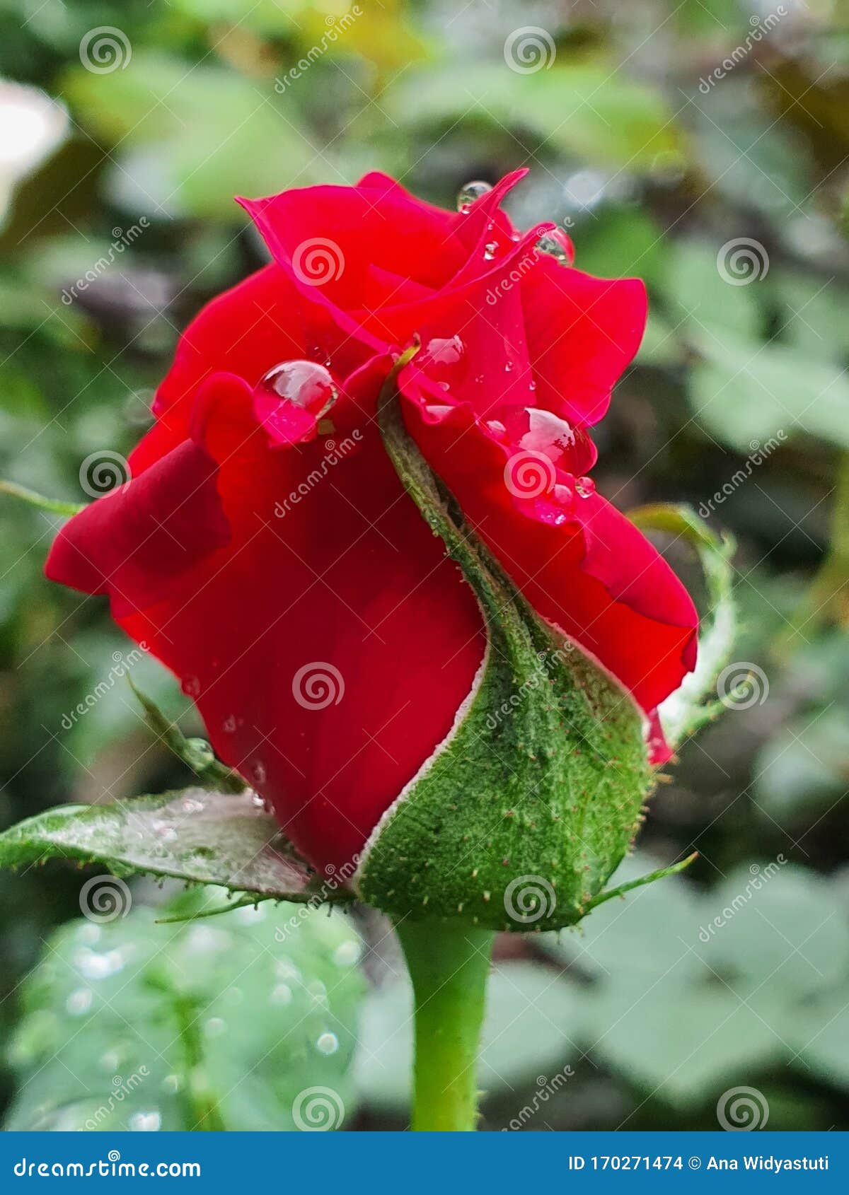 A Red Rose Bud in the Garden Stock Photo - Image of nature, fresh ...