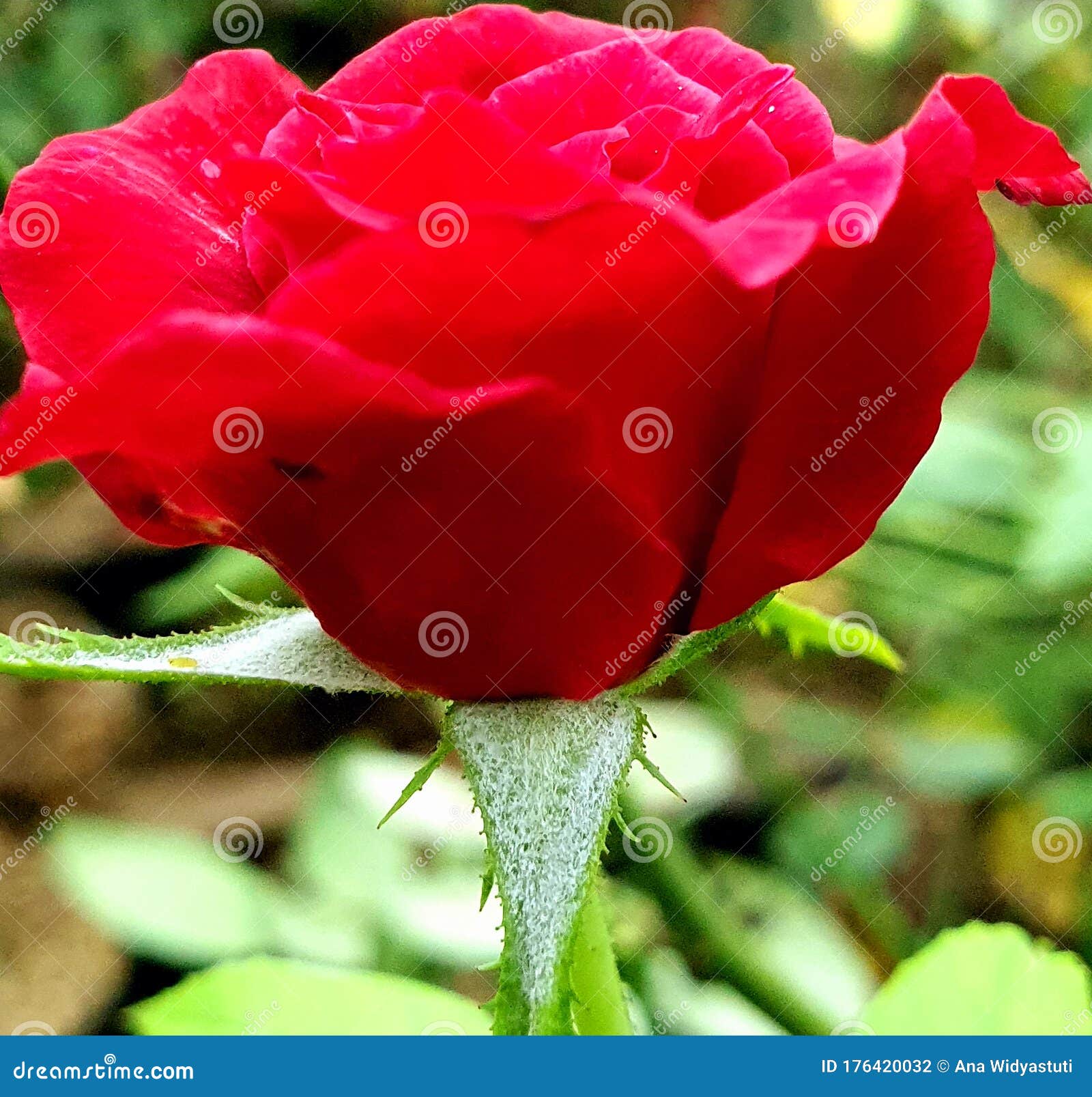 A Red Rose Bud in the Garden Stock Photo - Image of nature, floral ...