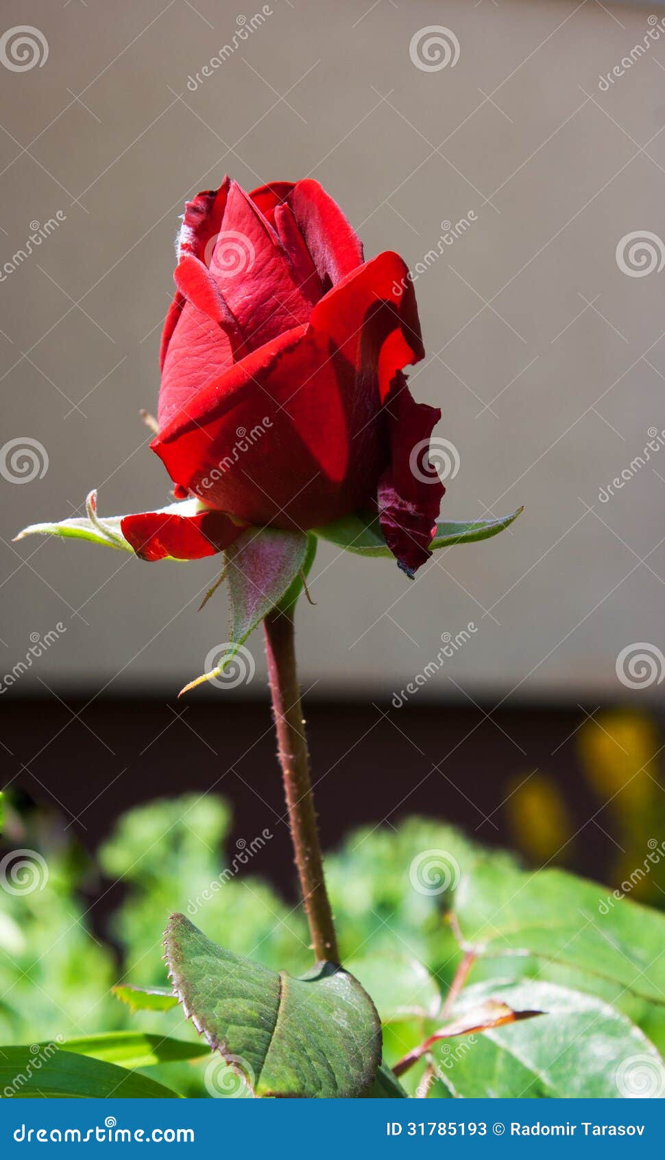 Red rose bud in the garden stock image. Image of leaf - 31785193