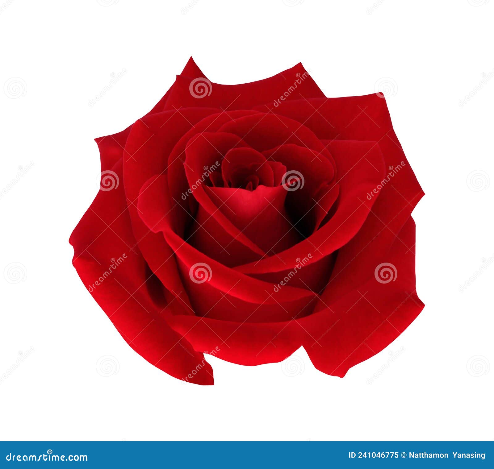 Red Rose Bud Isolated on White Background Stock Image - Image of ...