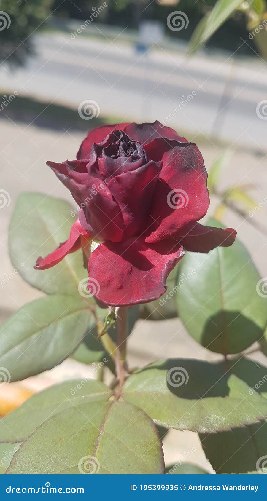 Red rose bud opening stock image. Image of plant, opening - 195399935