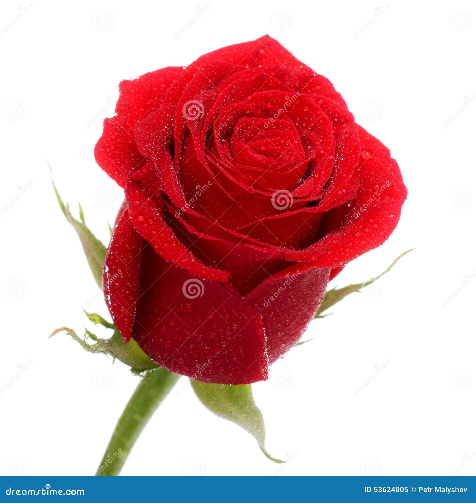 Red Rose Bud stock image. Image of anniversary, mothers - 53624005