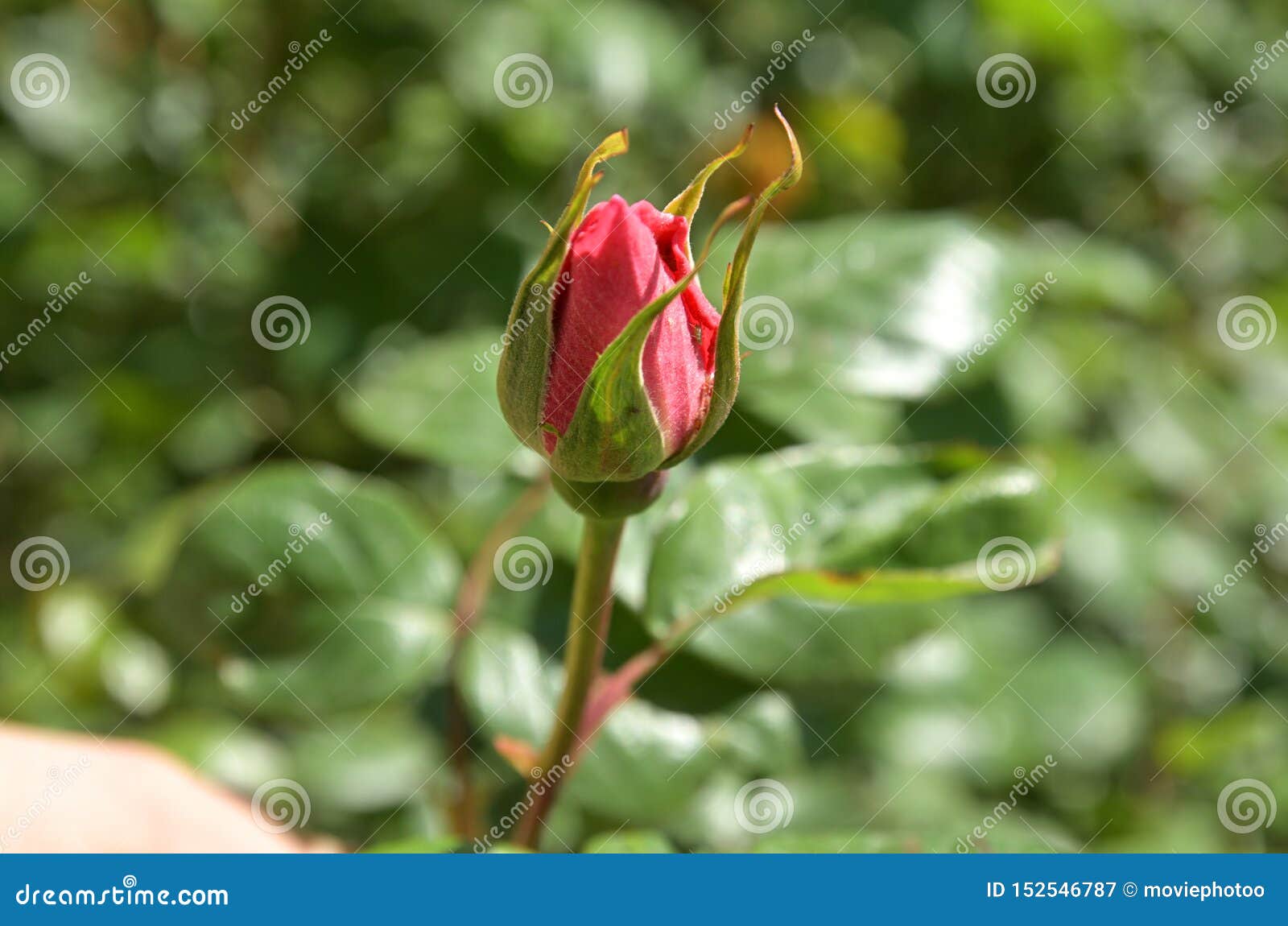 Red Rose Bud and Small Insects on it Stock Image - Image of bright ...