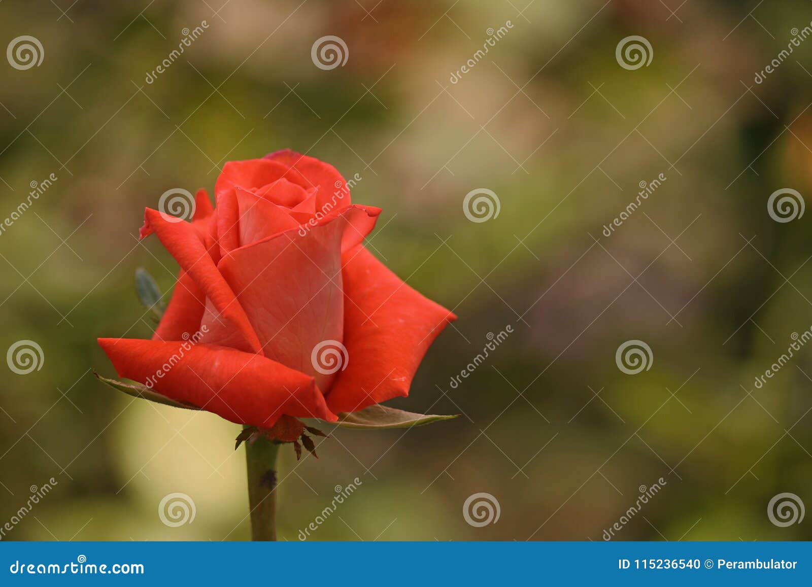 RED ROSE BUD on a STEM stock photo. Image of beauty - 115236540