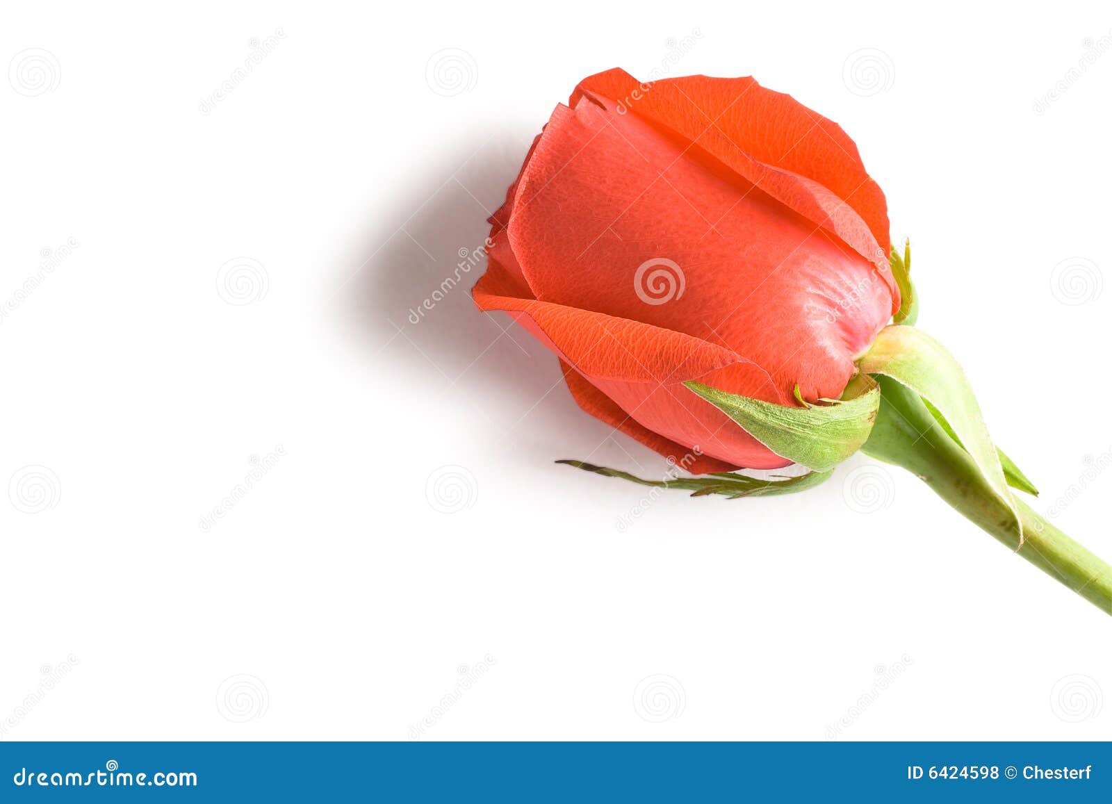 Red rose bud on white stock photo. Image of plant, flower - 6424598