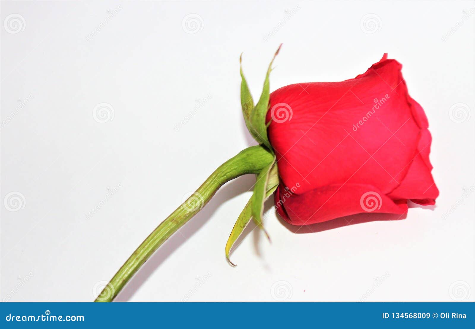 Red Rose Bud on White Background Stock Image - Image of view, beauty ...