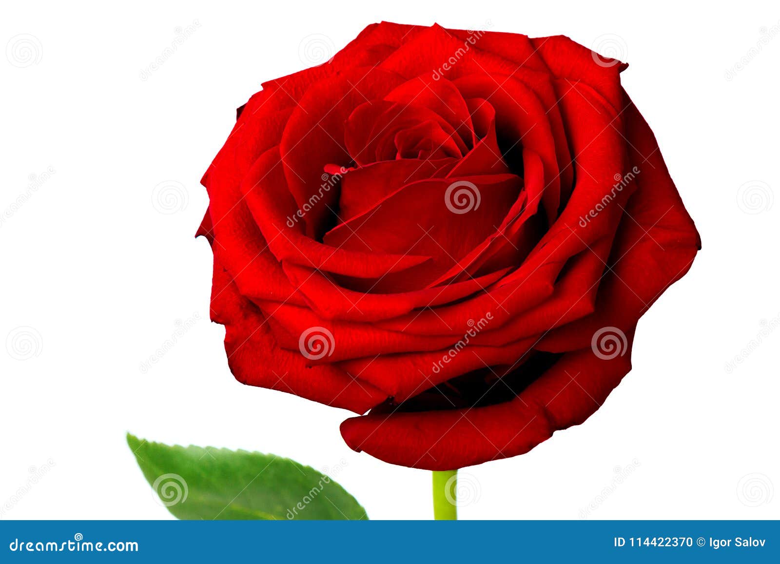 Red Rose Bud on White Background Close-up Isolate Stock Photo - Image ...