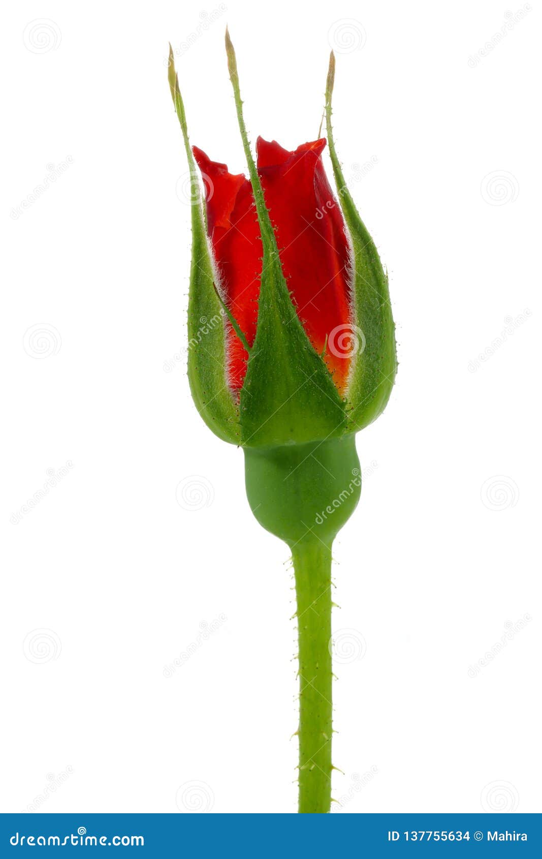 Red Rose Bud on White Background Stock Photo - Image of gift, love ...