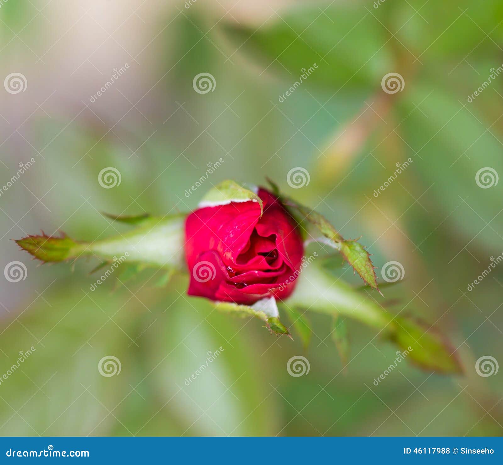 Red rose budding stock photo. Image of love, young, blossom - 46117988