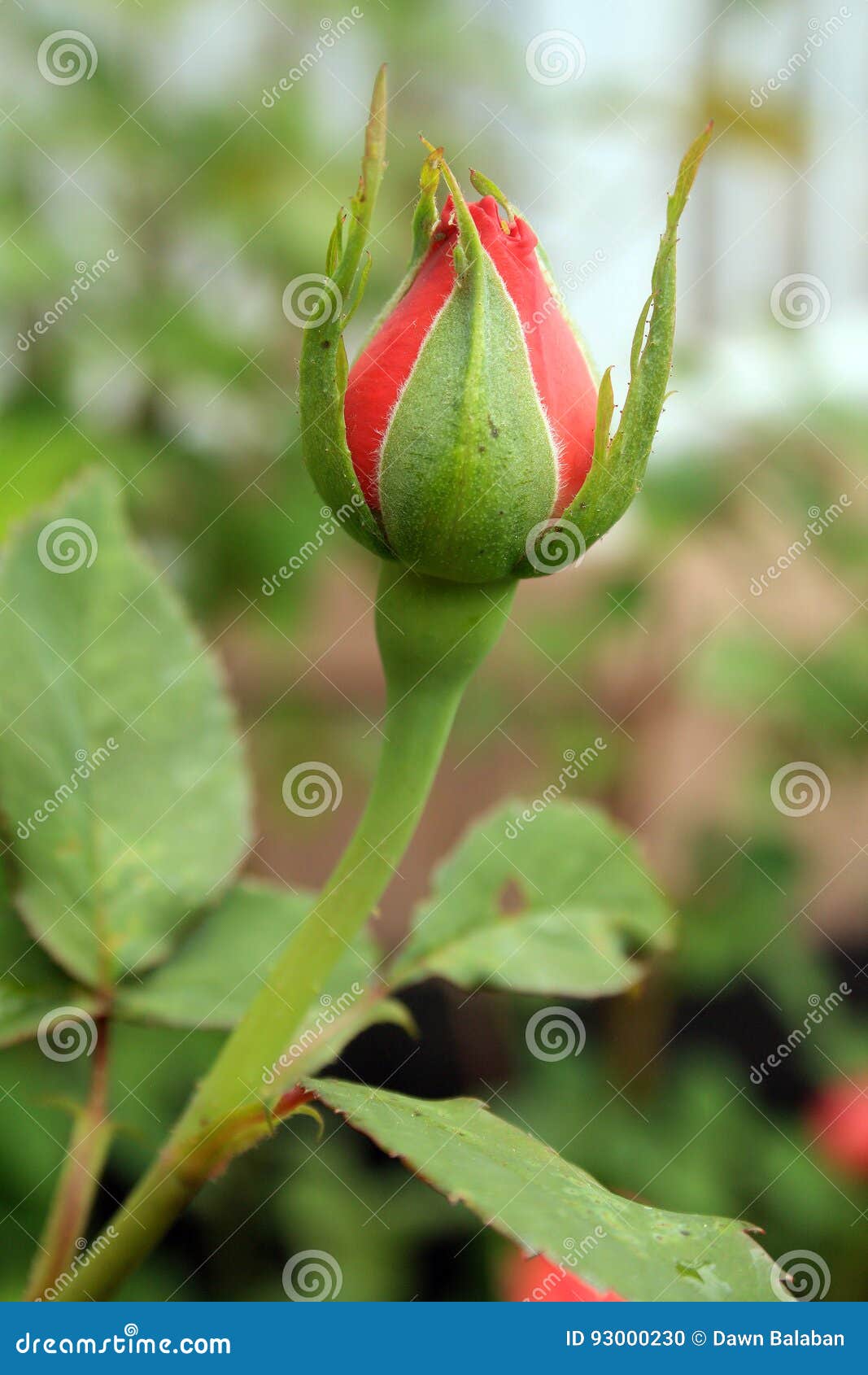 Red rose budding in garden stock photo. Image of foliage - 93000230