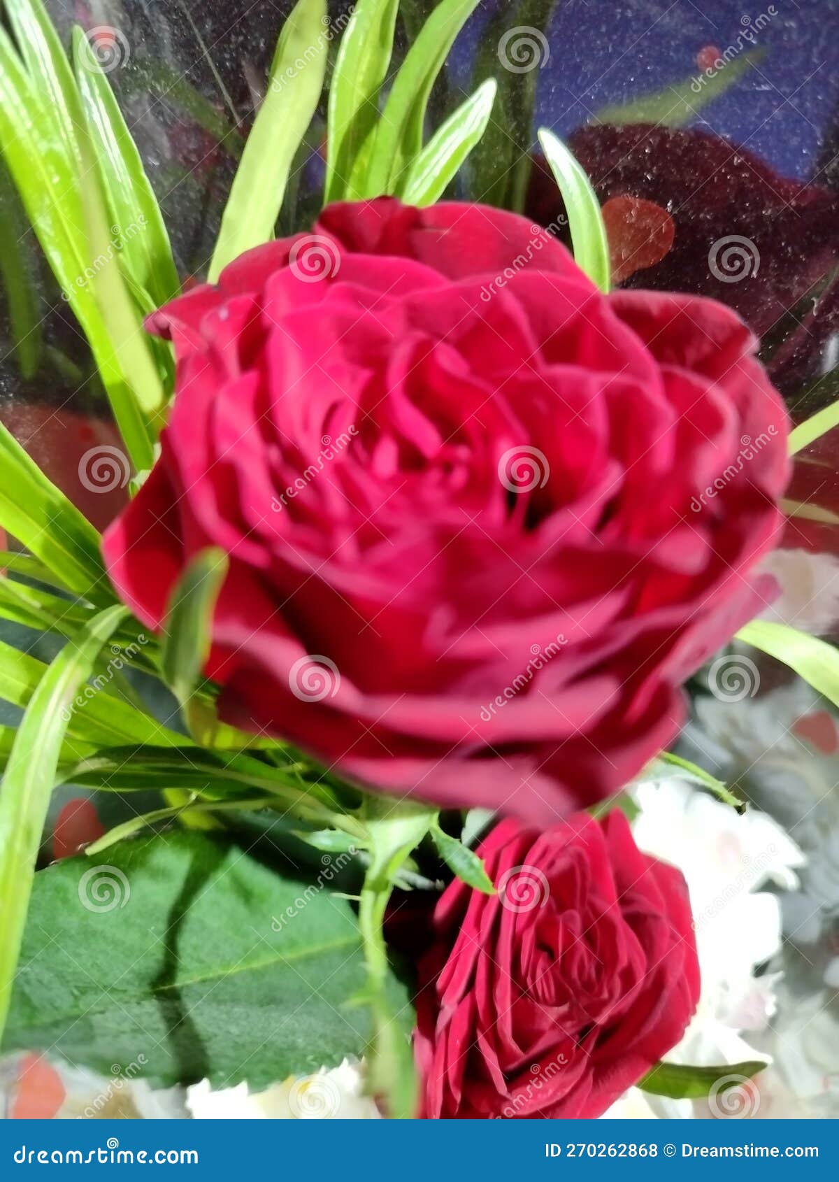 Red rose for buke stock photo. Image of pink, rose, blossom - 270262868