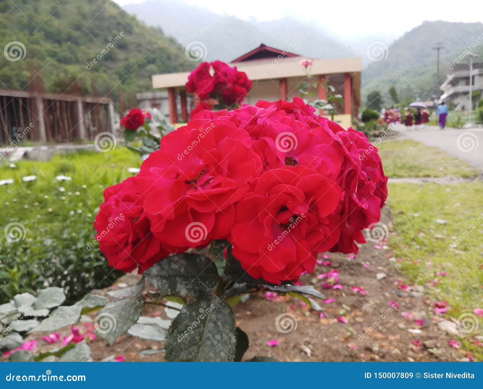 Red Rose Bunch Nature Garden Stock Image - Image of bunch, garden ...