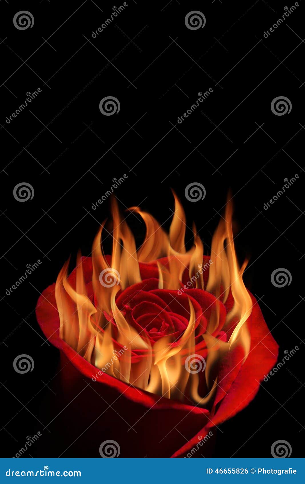 Red Rose Burning with Hot Flames, Isolated on Black Stock Photo - Image ...