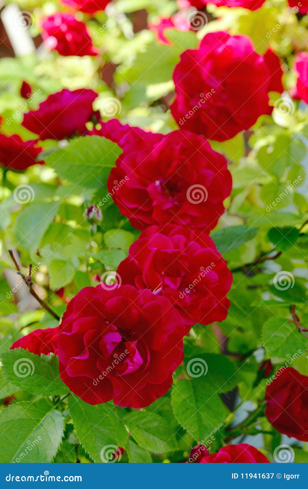 Red rose bush stock image. Image of lush, rose, group - 11941637