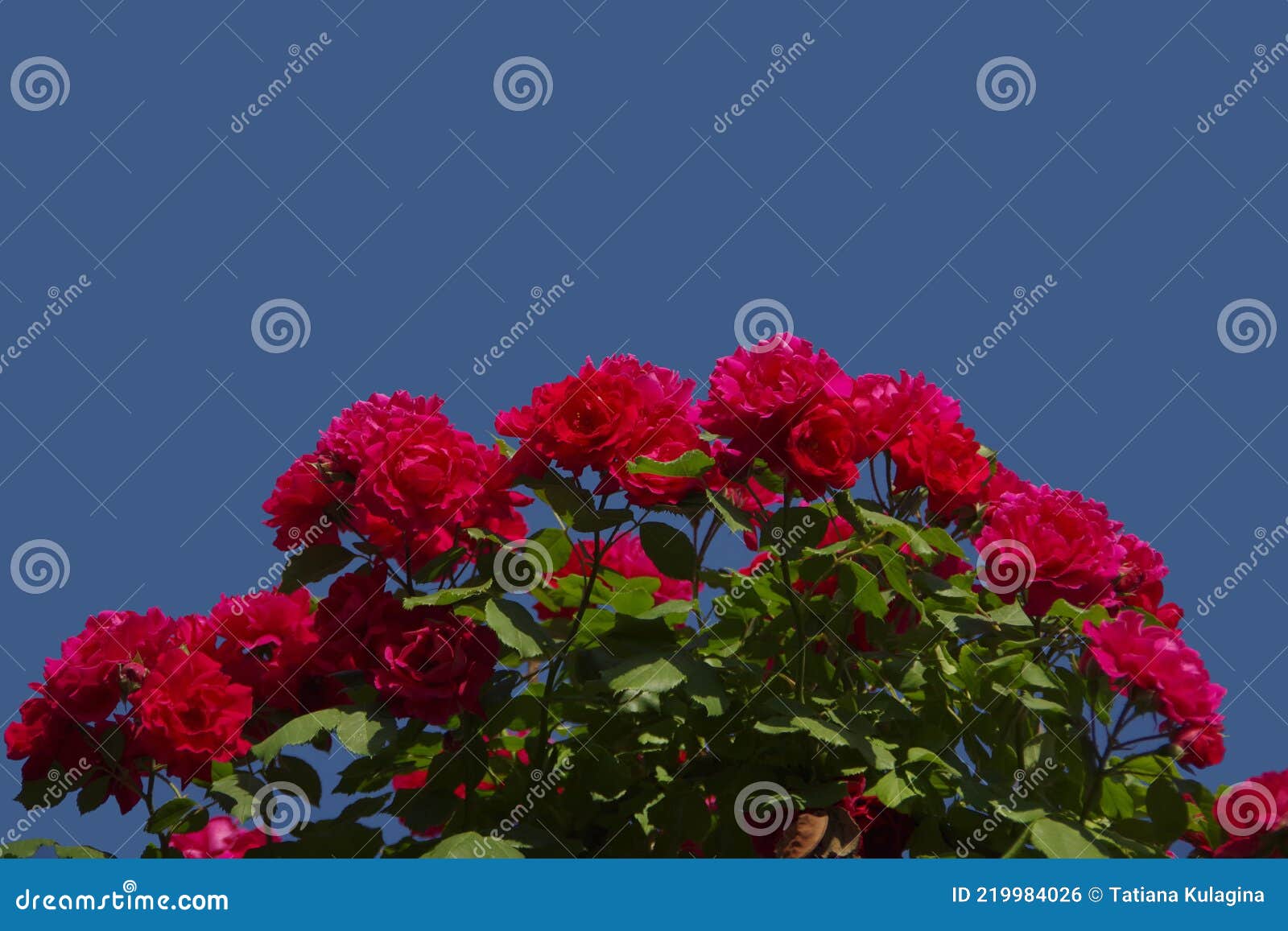 Red Rose Bush on a Blue Background Stock Photo - Image of blue, beauty ...