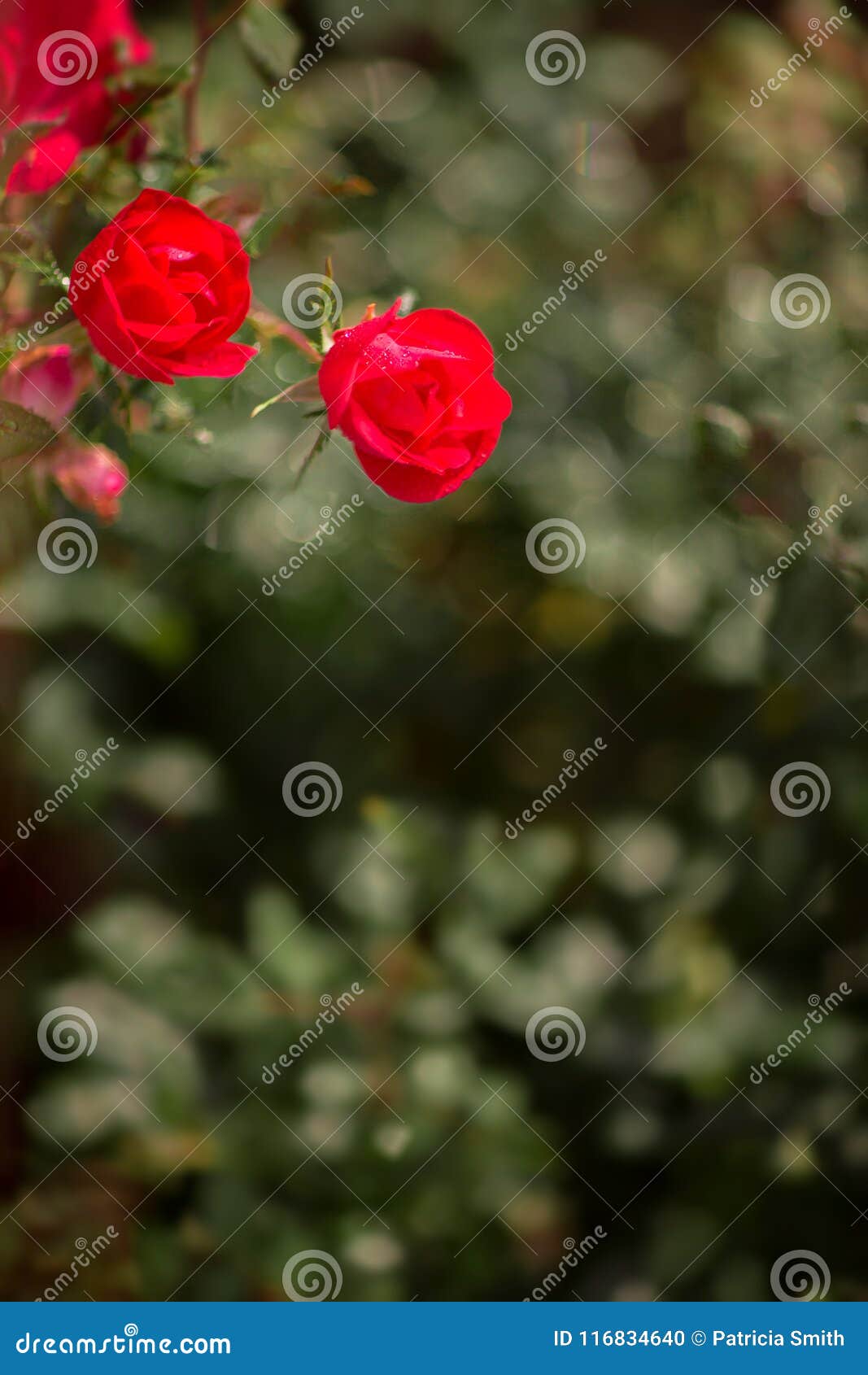 Red rose bush border stock photo. Image of corner, vertical - 116834640