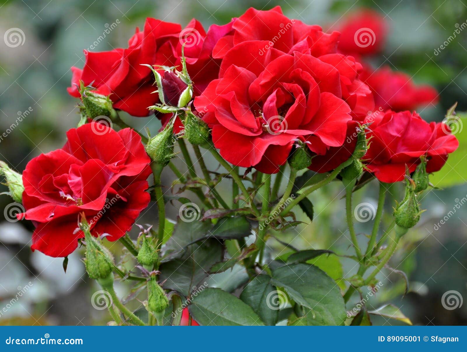 Red rose bush stock image. Image of rose, outdoor, blooming - 89095001