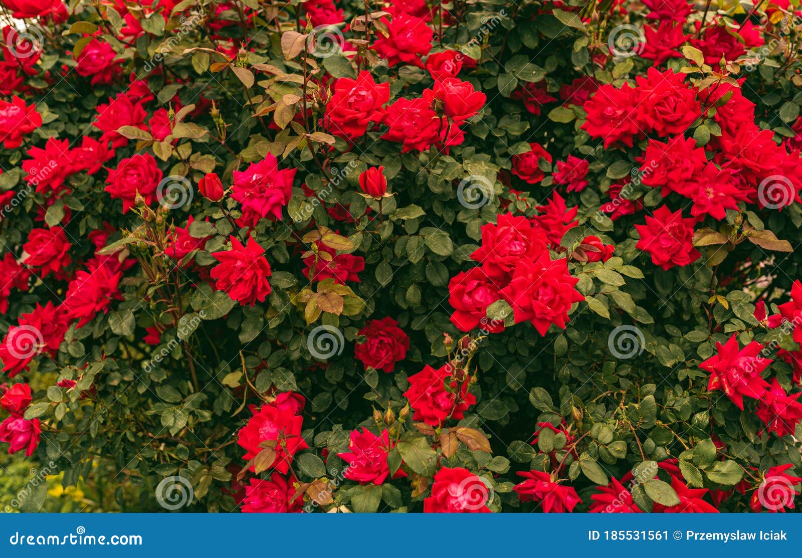 Red Rose on a Bush in the Garden Stock Image - Image of flora, blooming ...