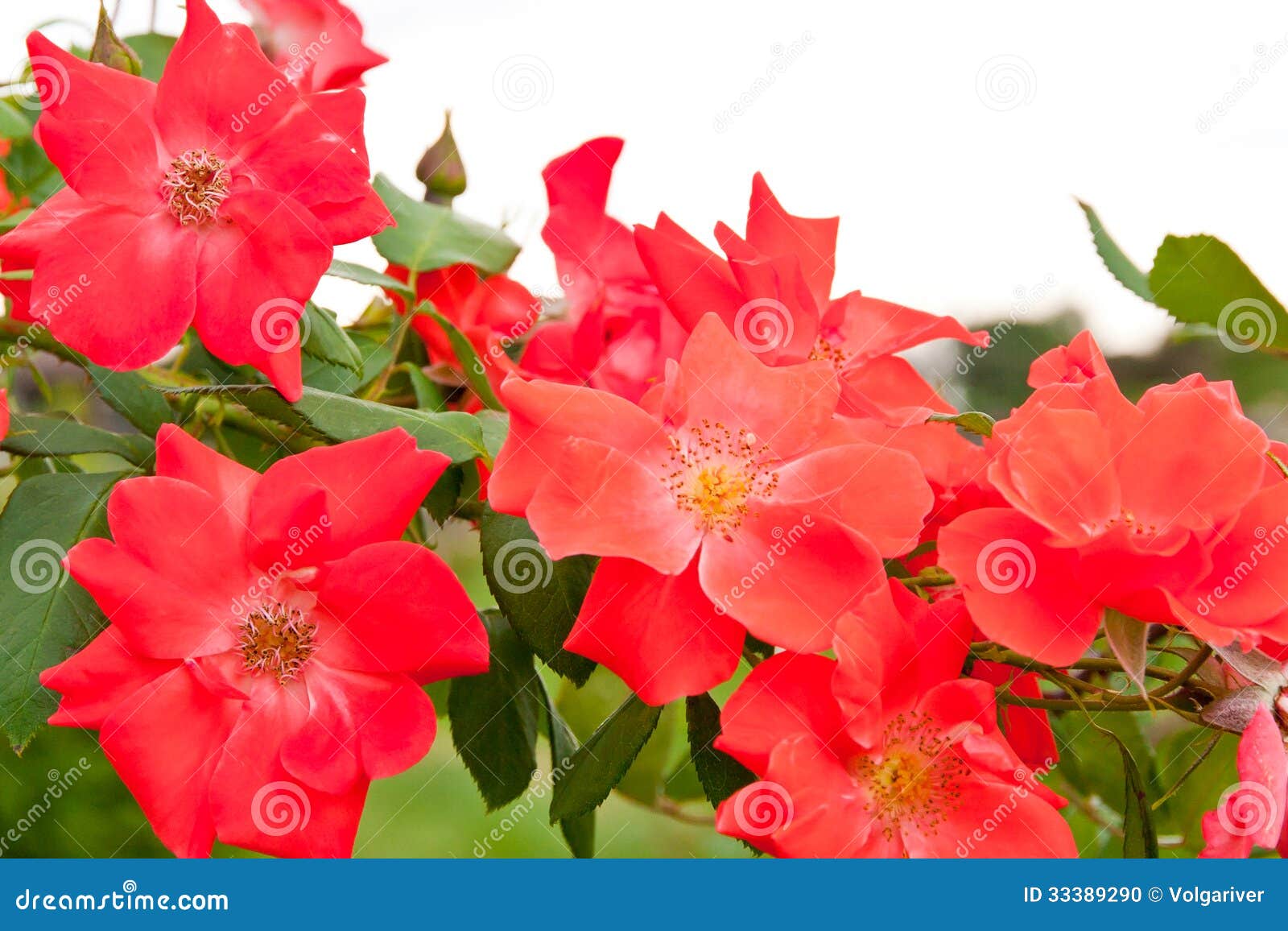 Red rose bush in a garden. stock photo. Image of growth - 33389290