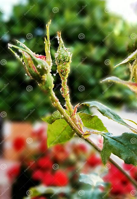 Red Rose Bush Infected with Aphids Stock Image - Image of beautiful ...