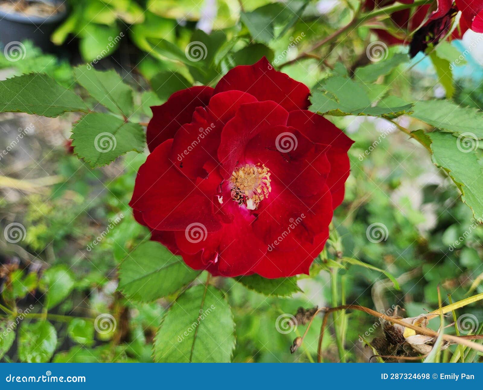Red Rose and Bush Leaves stock photo. Image of leaf - 287324698